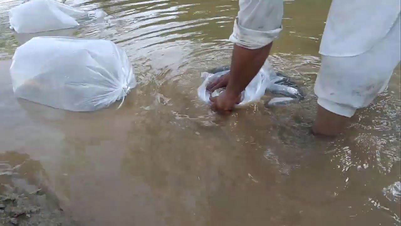 jand fish 36 - YouTube