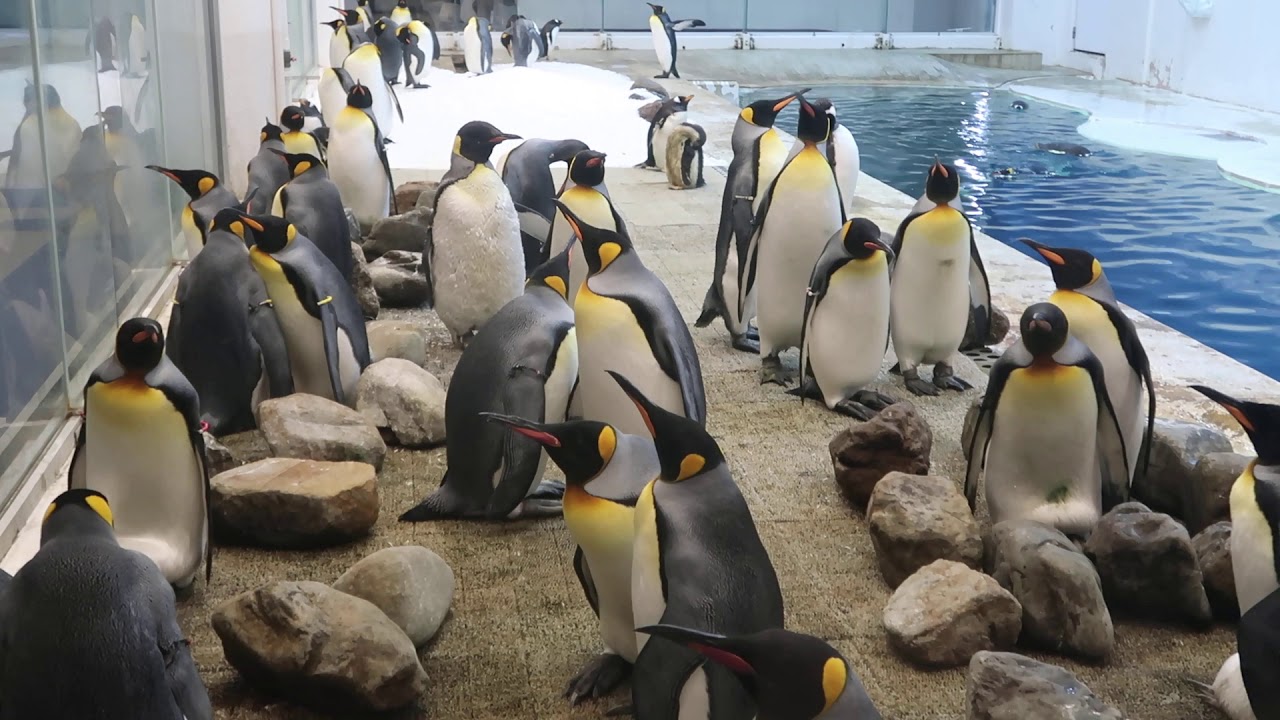 #1-9 Dec 2020 King penguin at Adventure world, Japan - YouTube