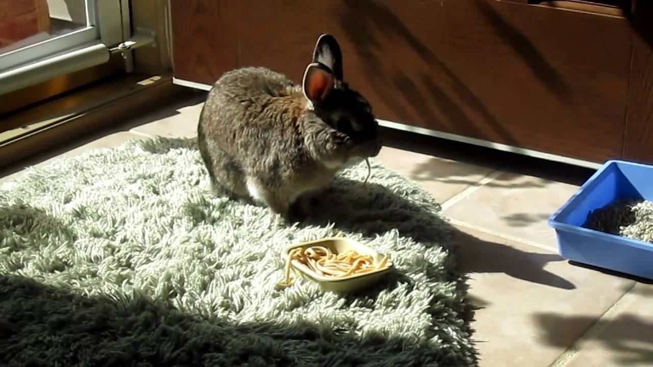 Bunny eating spaghetti - YouTube