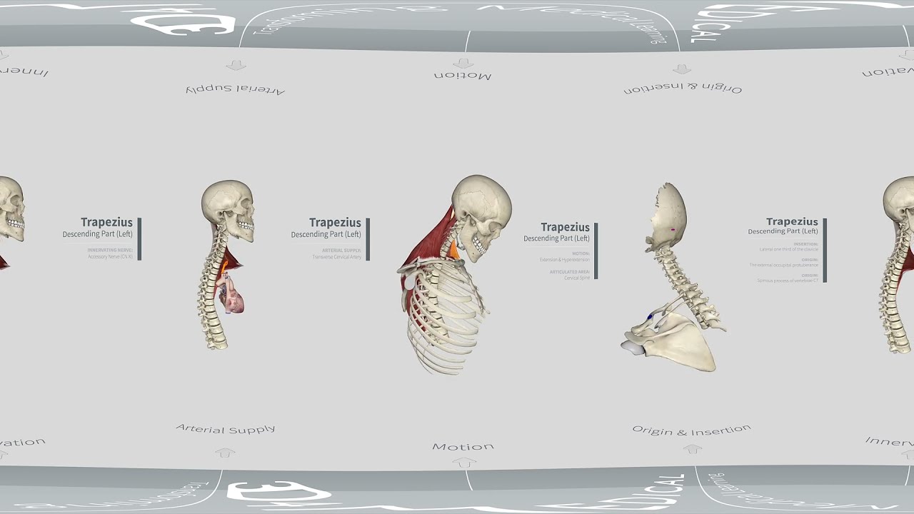 Trapezius Panorama: Muscles in Complete Anatomy (360) - YouTube