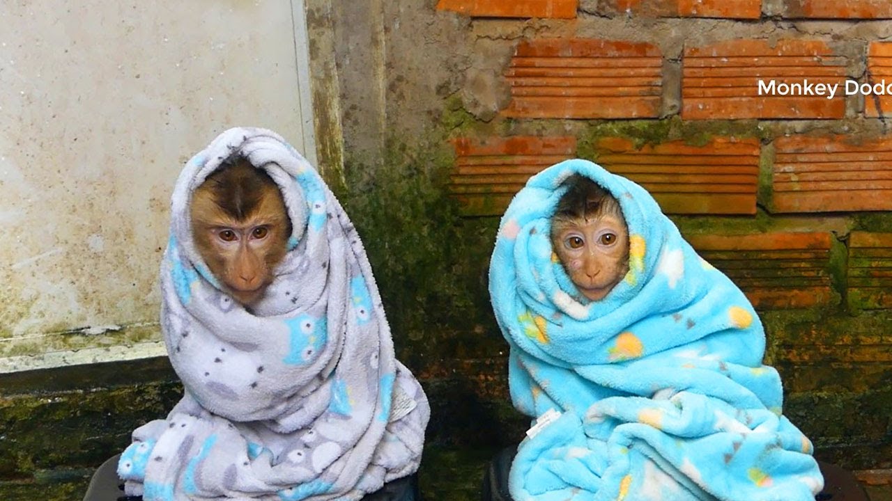 Adorable Dodo And Small Donal Very Cool So Mom Cover Blanket To Get ...