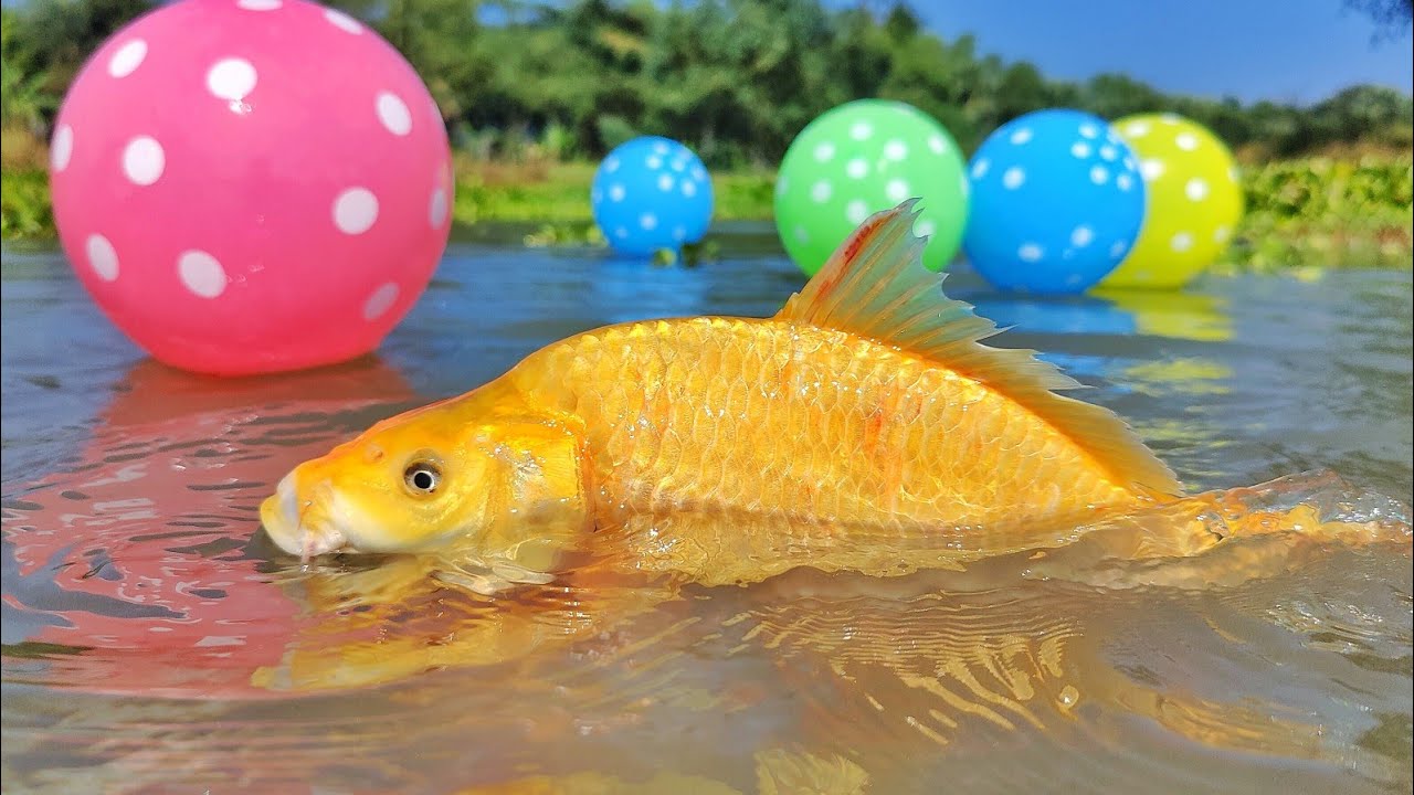 Really Amazing Fishing Technique 2022 | Hook Fishing With Balloons Trap ...