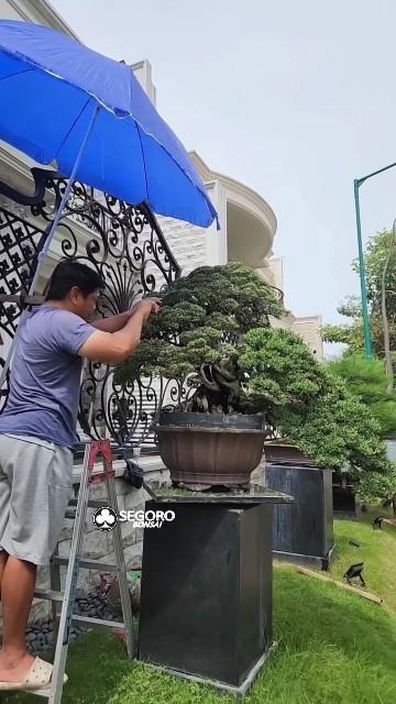 Pres Bonsai Santigi SULTAN SUPER ISTIMEWA Mr. Adji Christian Bonsai ...