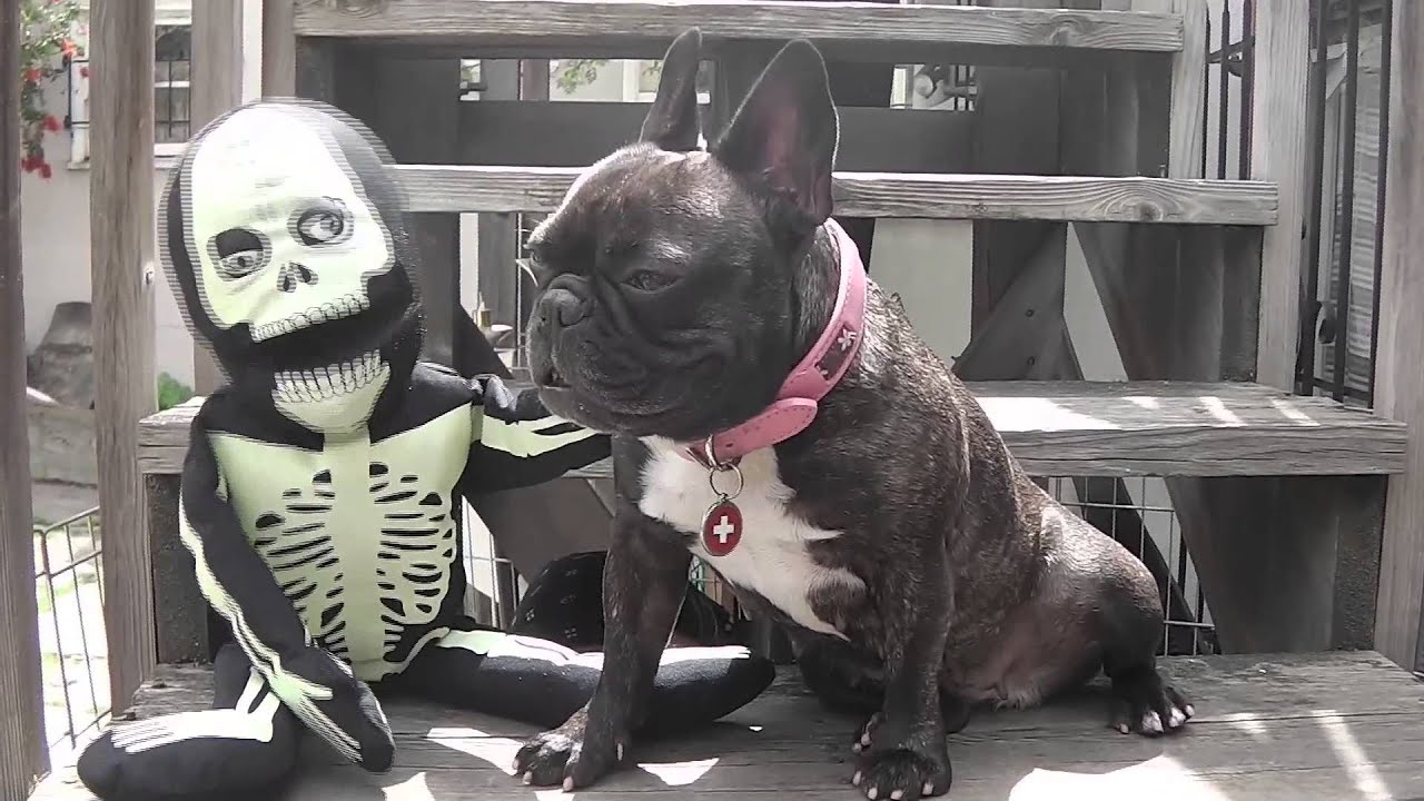 The Billy Hollow Bones show with Squawk co-host intro trailer - YouTube