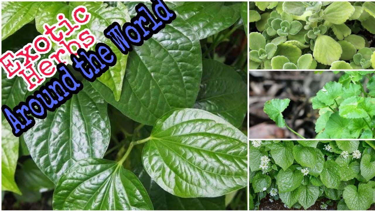 TOP MOST EXOTIC HERBS AROUND THE WORLD - YouTube