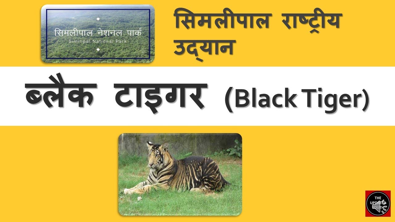 Black Tiger // Similipal National Park // Similipal Tiger Reserve - YouTube