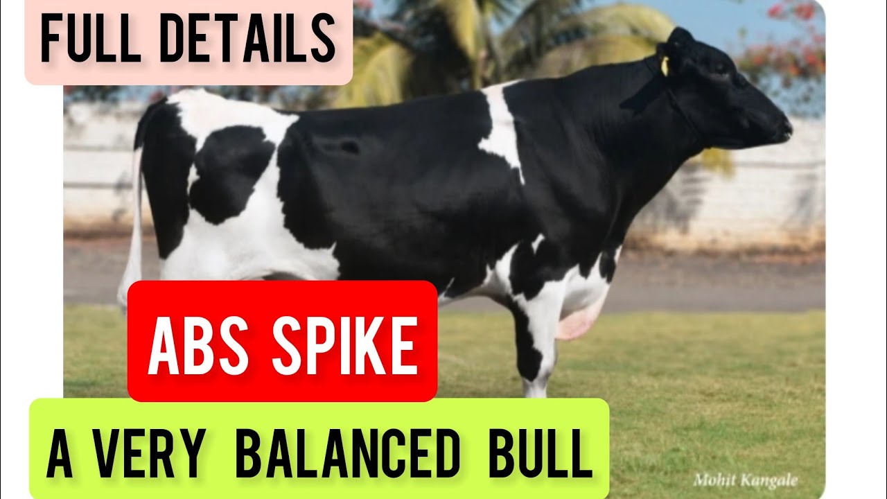 ABS SPIKE 🐄सब COWS पे USE हो सकता है 🐄FULL DETAILS 🐄#mannfarms # ...