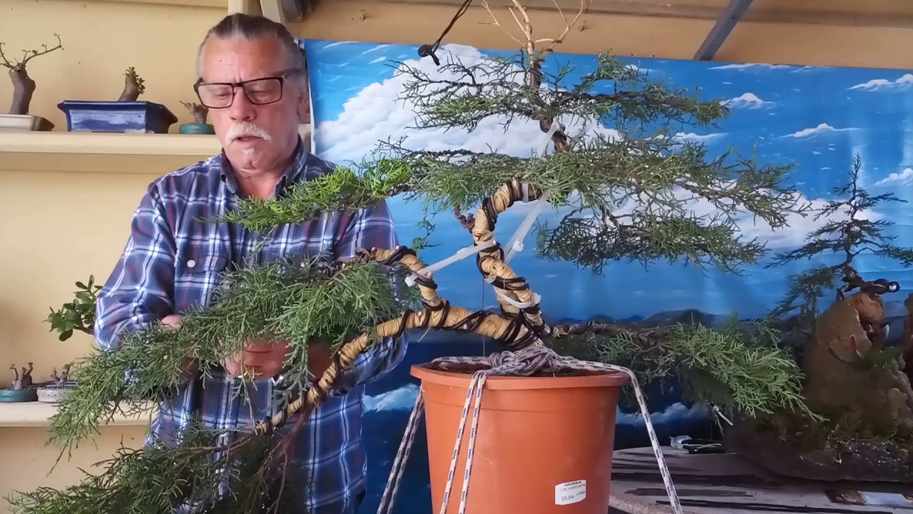 Nuevo proyecto junipero rastrero 9na parte jardin de bonsai de Antonio ...
