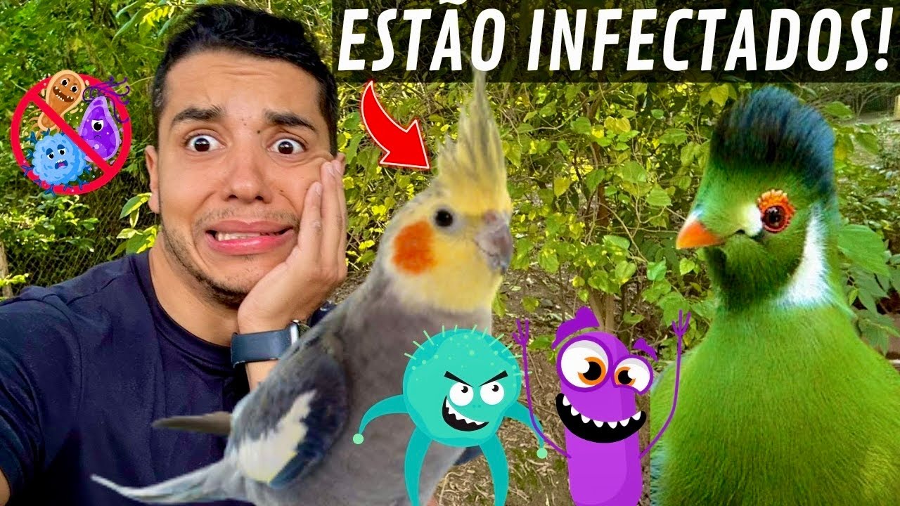 Como CONTROLAR coccidiose na criação de aves | Aves Recriar - YouTube