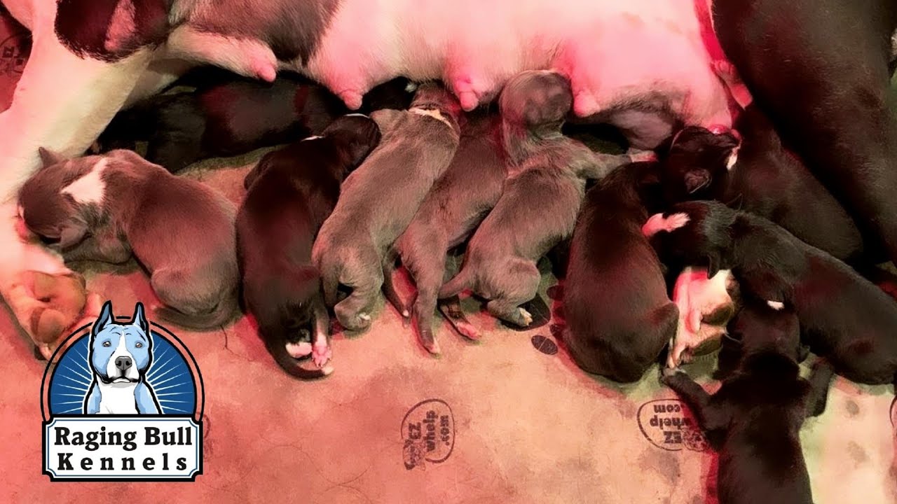 Raging Bull Litter 2021 Day 4 - YouTube