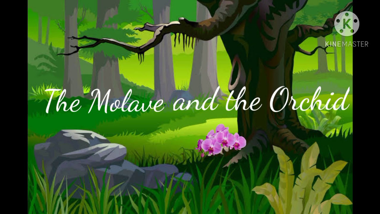 The Molave and the Orchid - YouTube