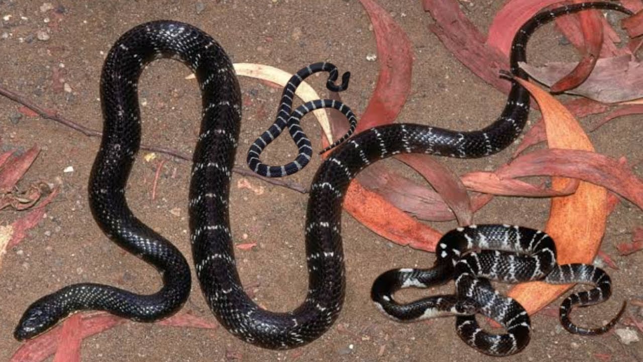 common krait snake rescue | krait snake rescue by the local snake - YouTube