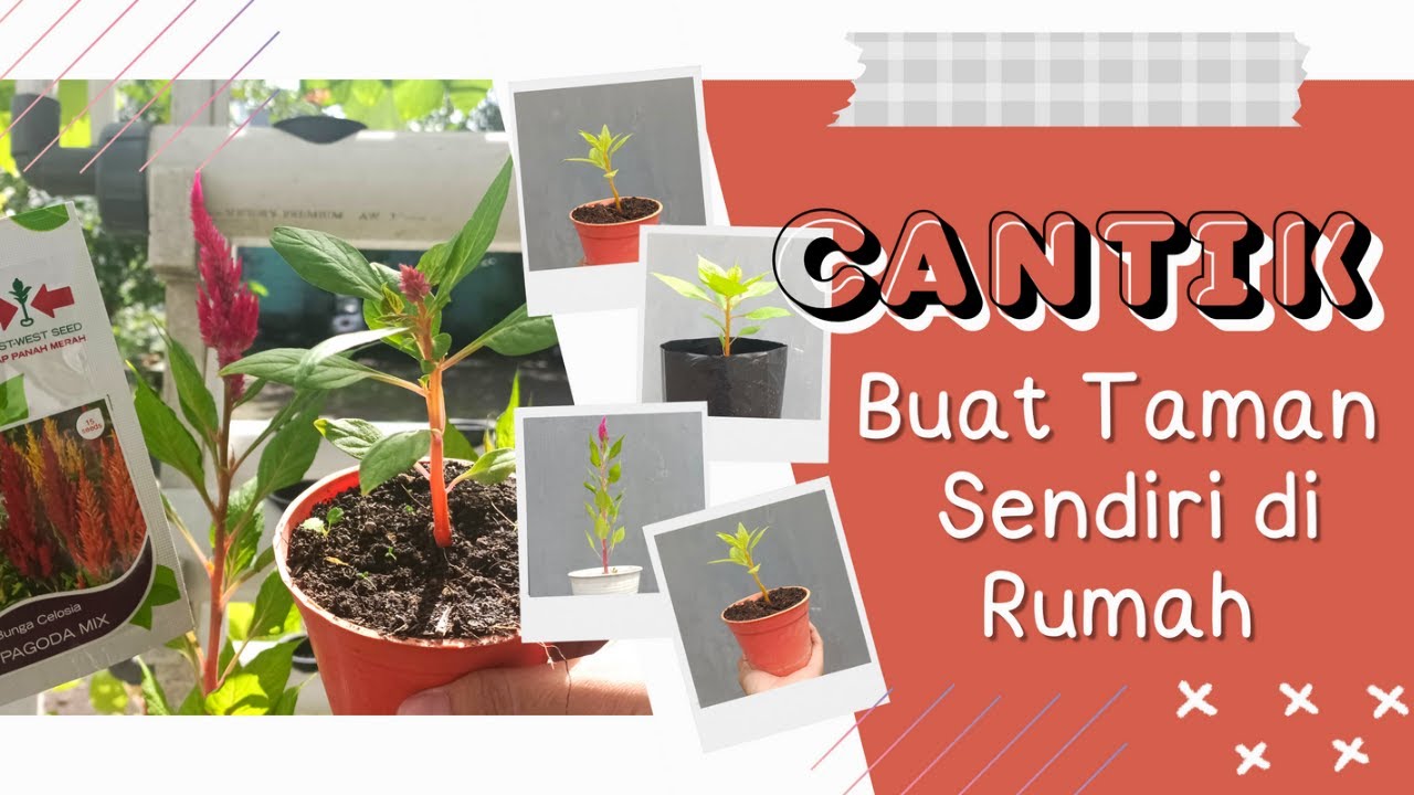 SEMAI BUNGA CELOSIA JENGGER AYAM - YouTube