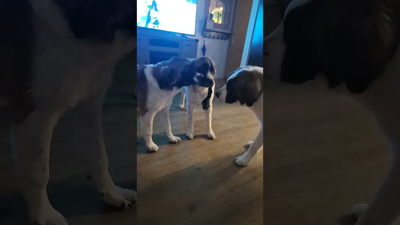 puppy fight 61 - YouTube