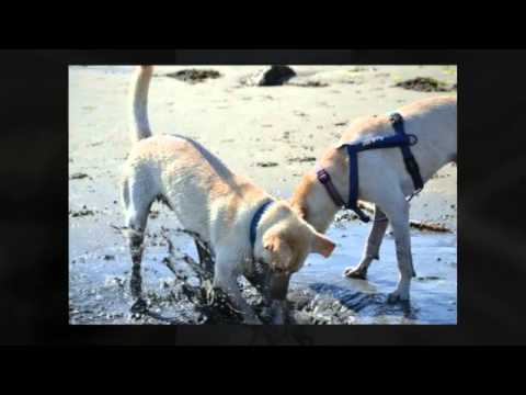 Dog Friendly Beaches | Willard Beach in South Portland, Maine - YouTube
