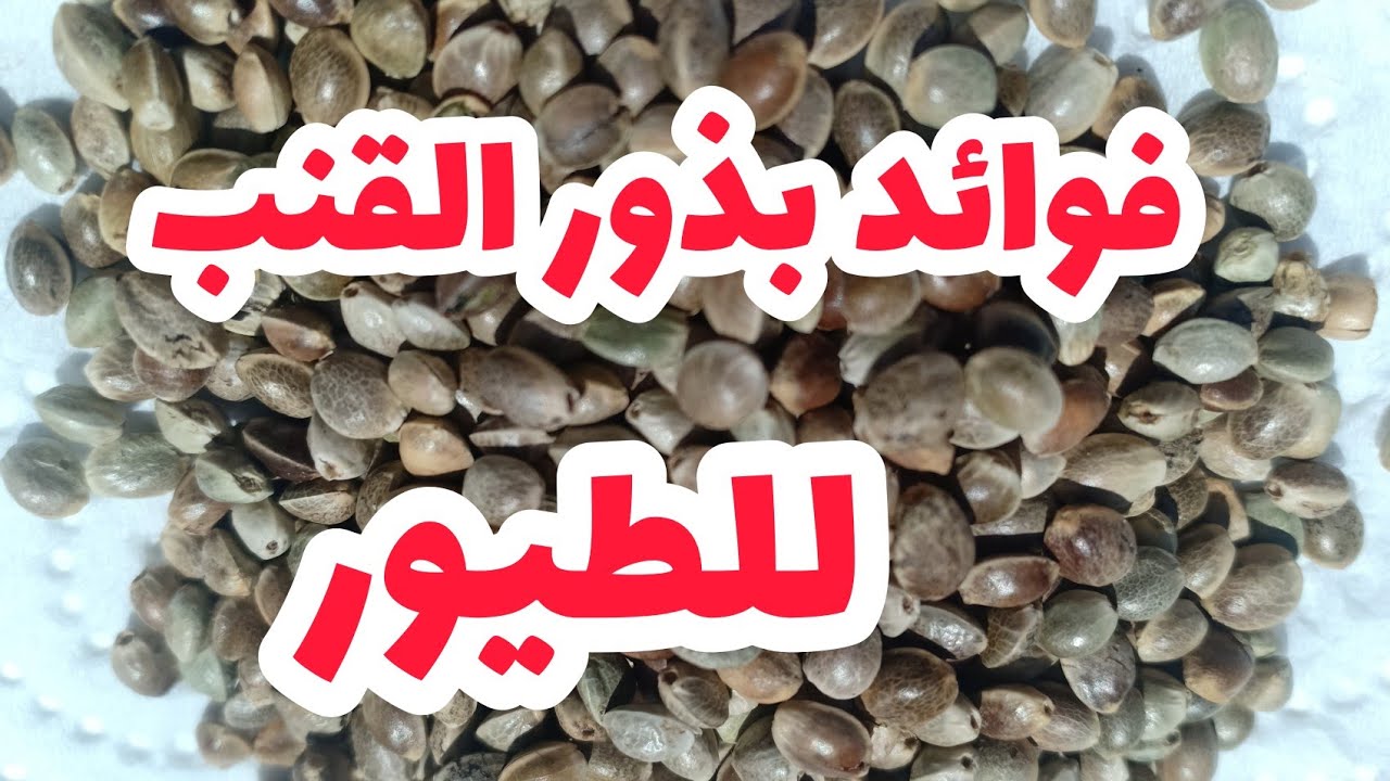 فوائد بذور القنب للطيور Youtube