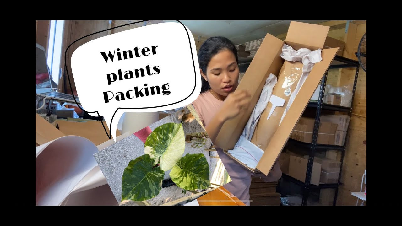 Winter Plants Packing / How to ship plants - YouTube