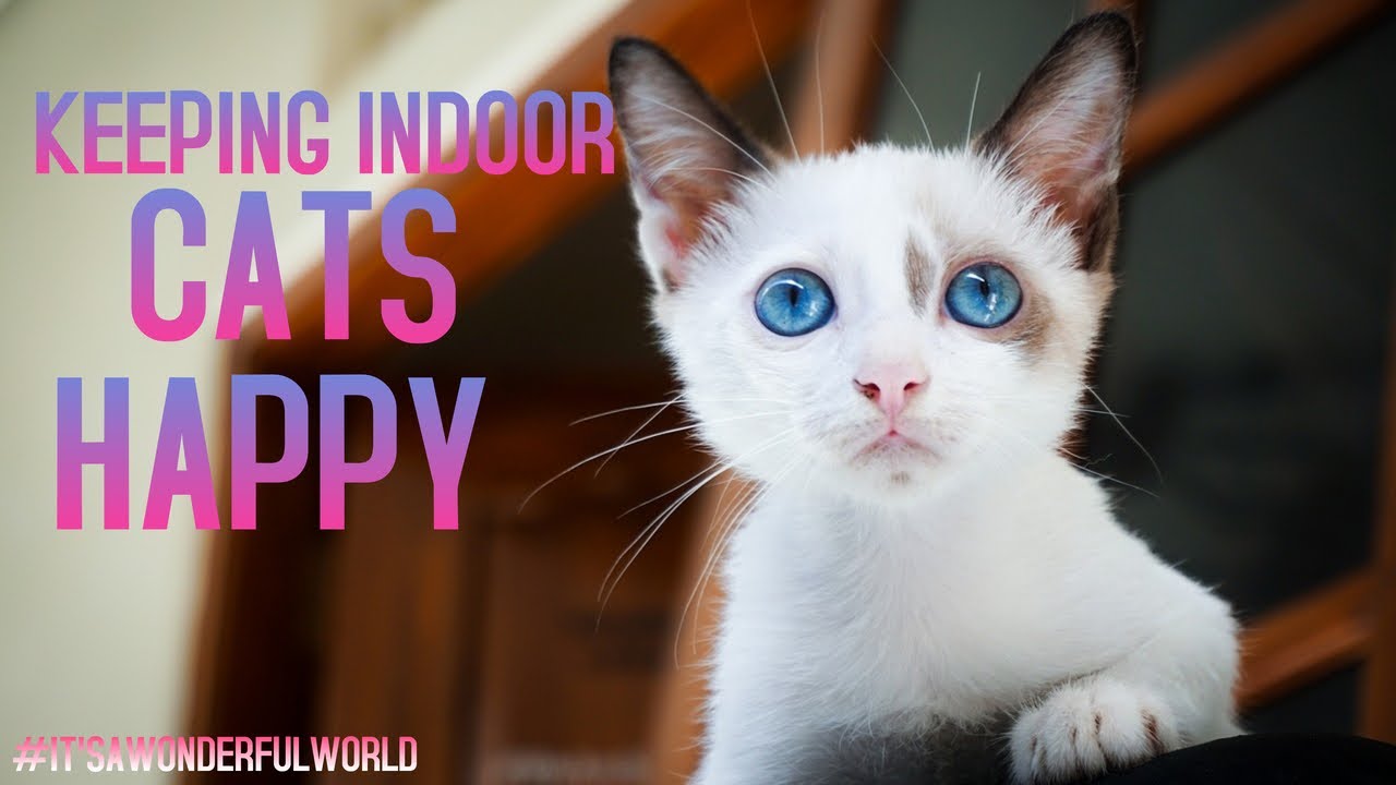 HOW TO ENRICH YOUR INDOOR CAT'S LIFE | KEEPING INDOOR CATS HAPPY | CAT ...