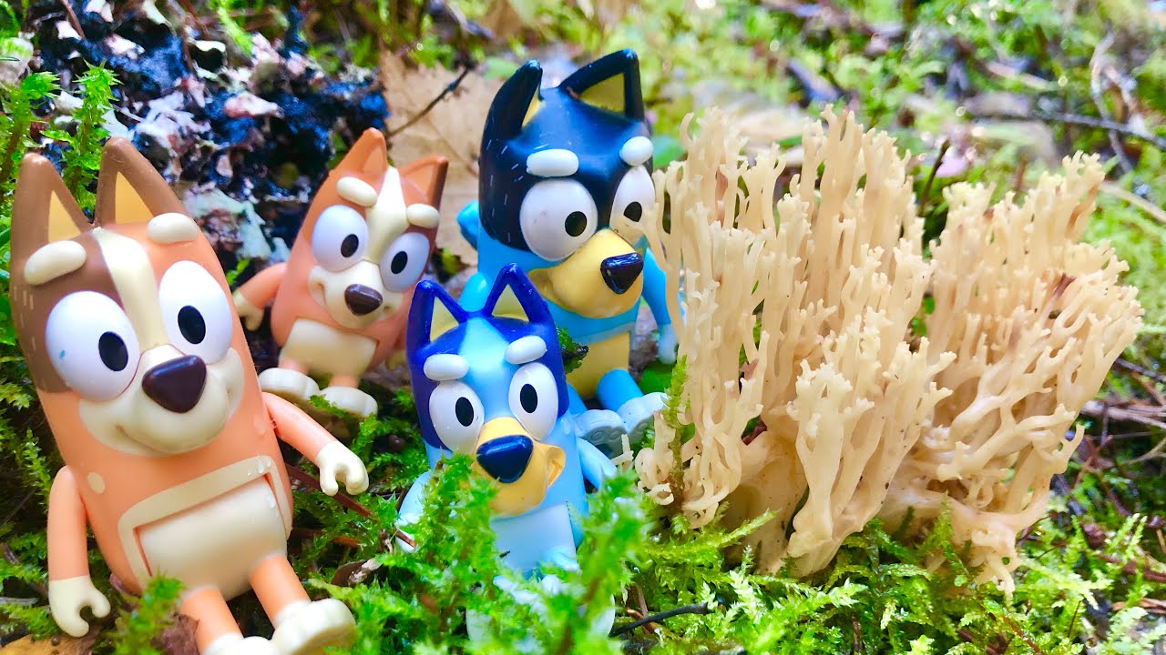 Bluey TOYS Nature Outdoors Adventure and SAFETY Video for Kids ...