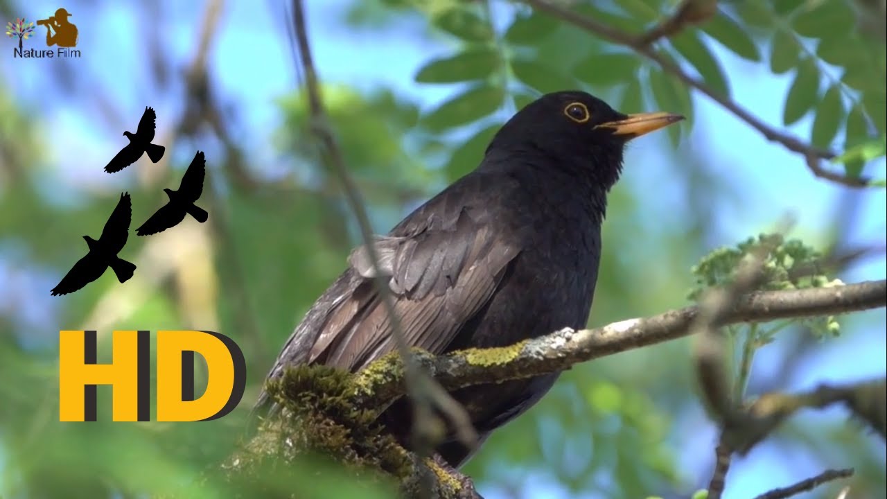 Nature Film Video 7-प्रकृति फिल्म | Beautiful World - Amazing nature ...