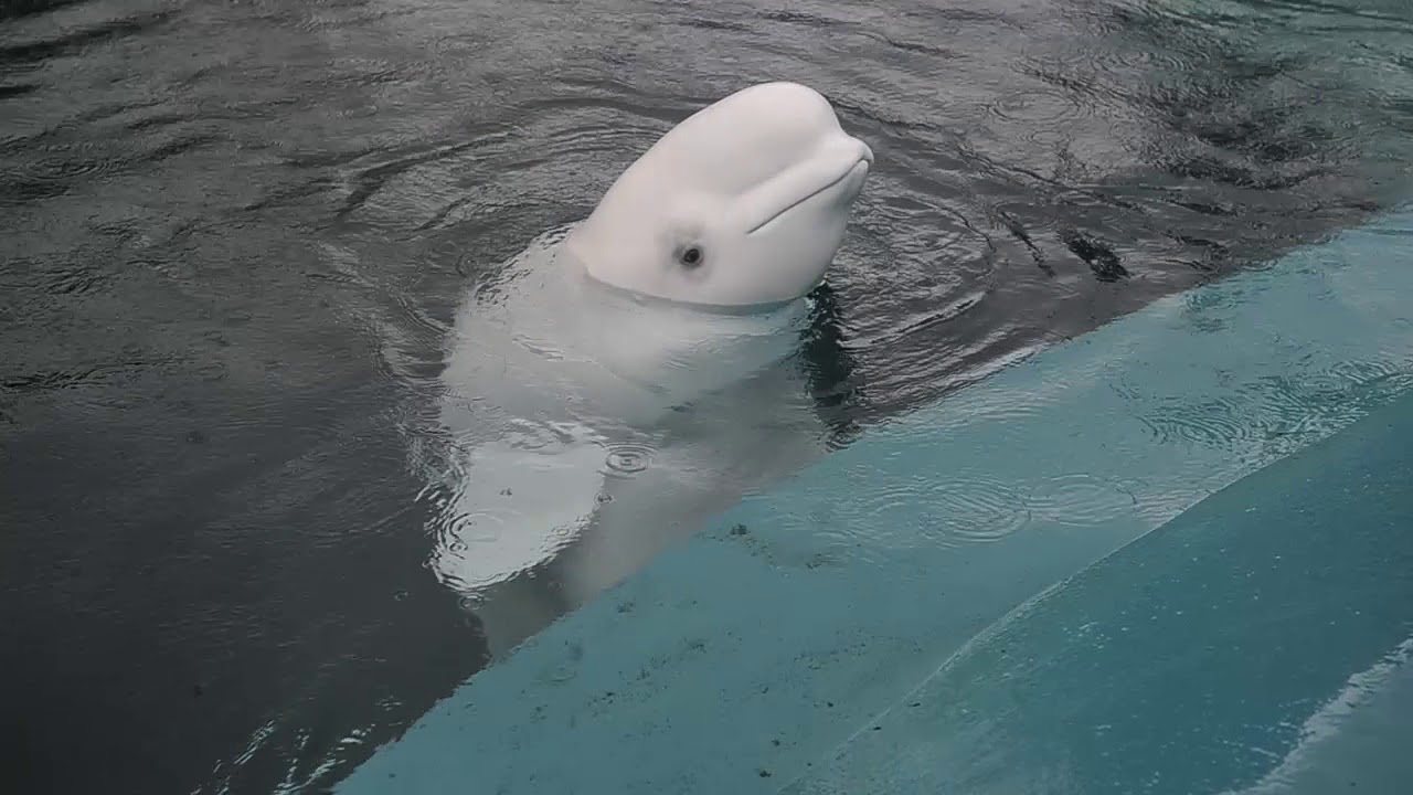 Aquarium vet explains beluga behaviour - YouTube
