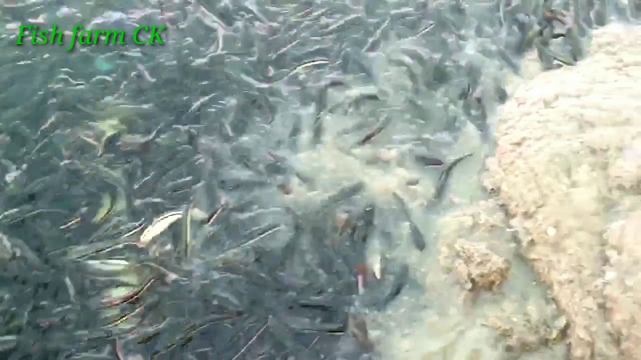 Small snakeheads feeding part 03 | fish farming CK 720pHD - YouTube