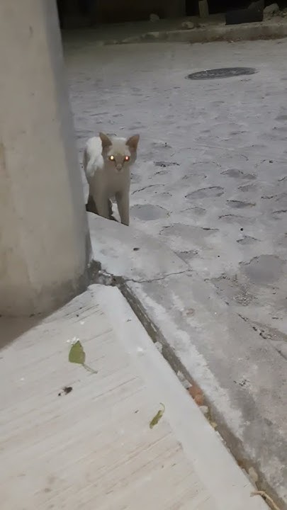 le damos de comer a Michi - YouTube