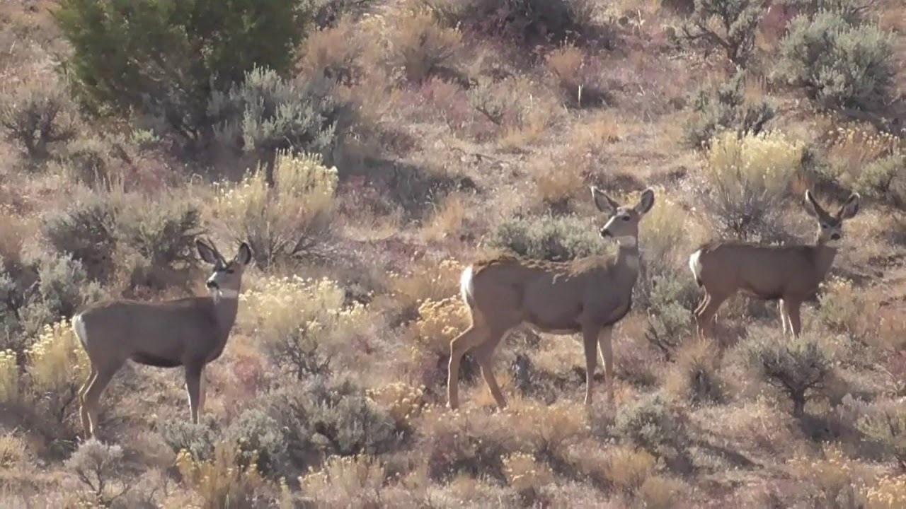 Public Land second season Mule Deer Rifle Hunt Unit 3 Colorado - YouTube