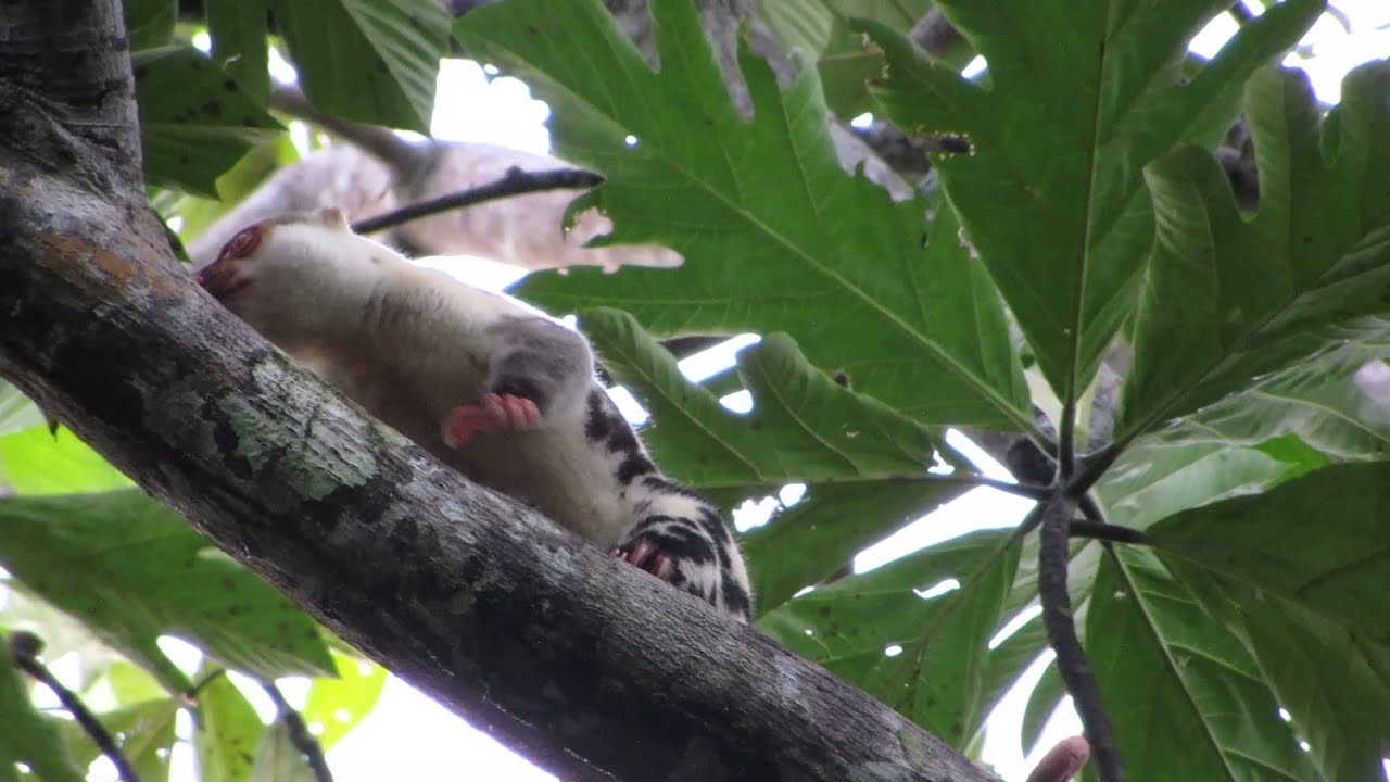 raja ampat cuscus - 3-13 - YouTube