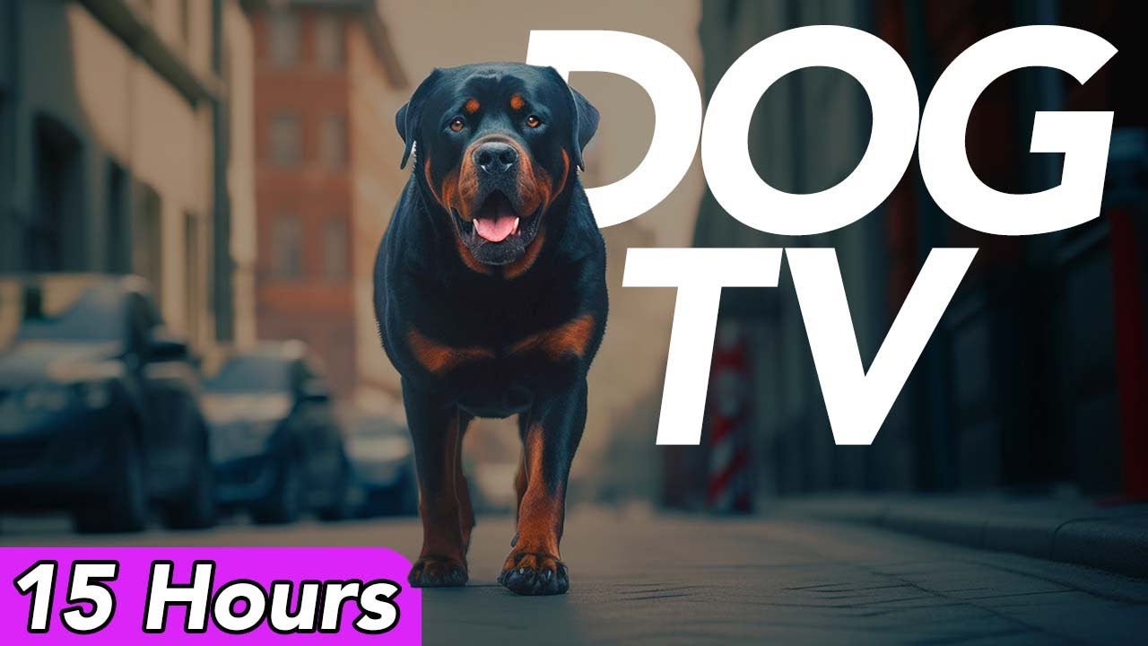 DOG TV - ULTIMATE Virtual Dog Walking Video - 15 Hours - YouTube