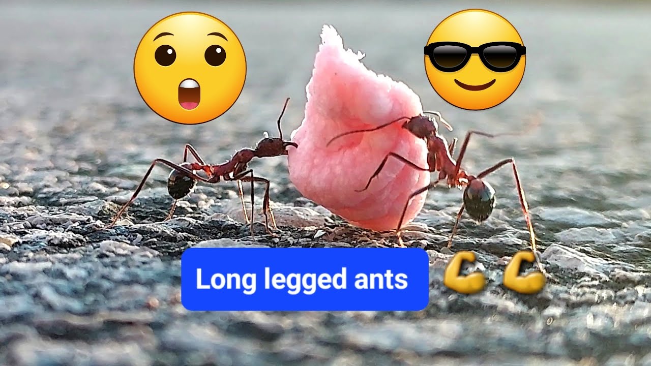 Long legged ants helping each other to bring marshmallow home - YouTube