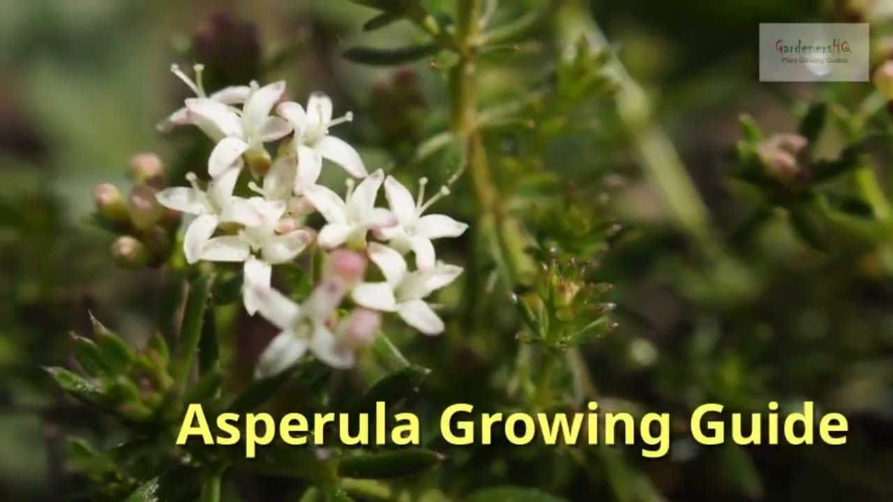 Asperula Growing Guide (Woodruff) - All You Need to Know to Get Started ...