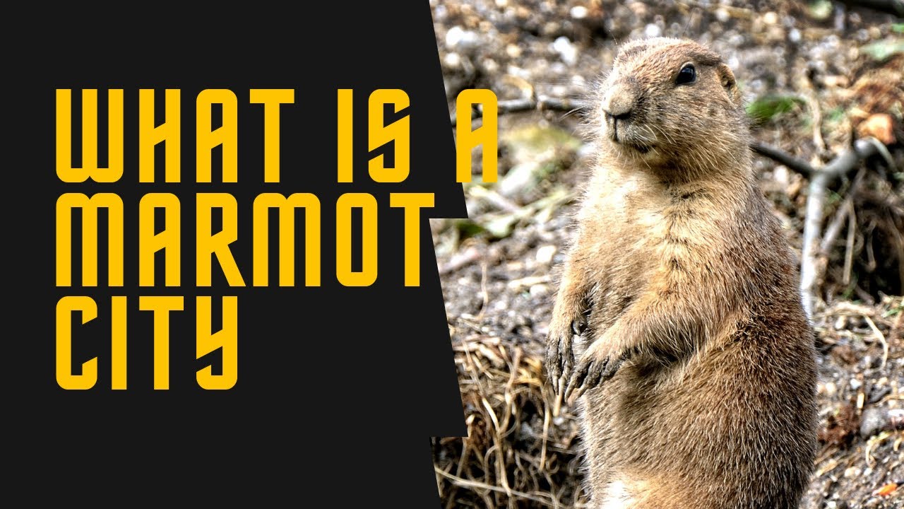 What is a Marmot city and how can it help councils in the UK - YouTube