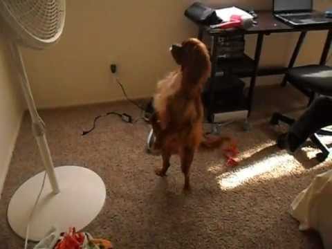 Funny dog dancing - YouTube
