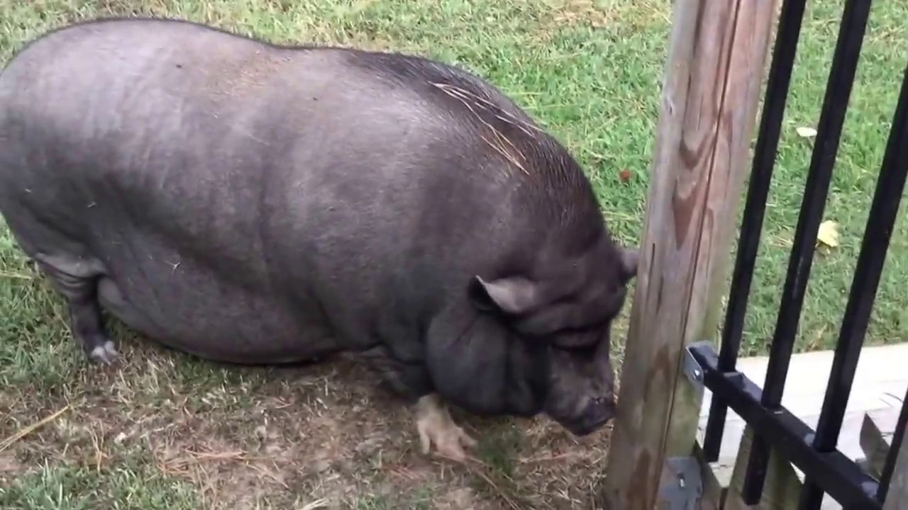 Pig Scratching Her Belly on the Steps - YouTube