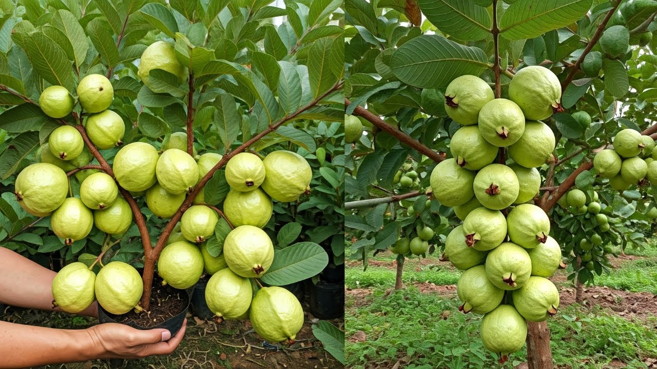 🌿The Hidden Secret to Growing Juicy Guavas in Tight Spaces - YouTube