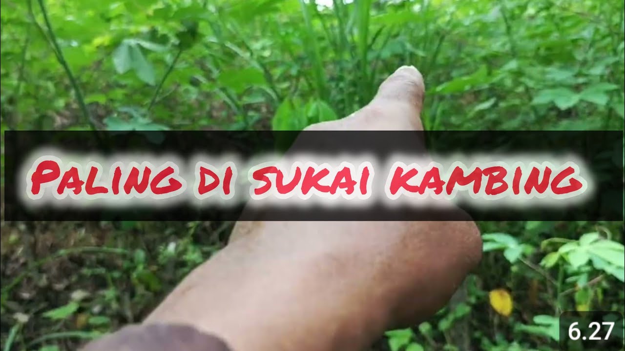 Rambanan favorit peternak kambing tradisional - YouTube
