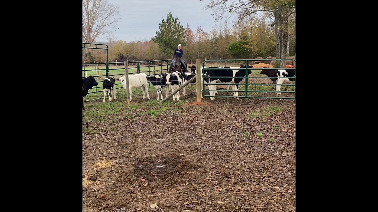 Mabel Moooving Cows - YouTube