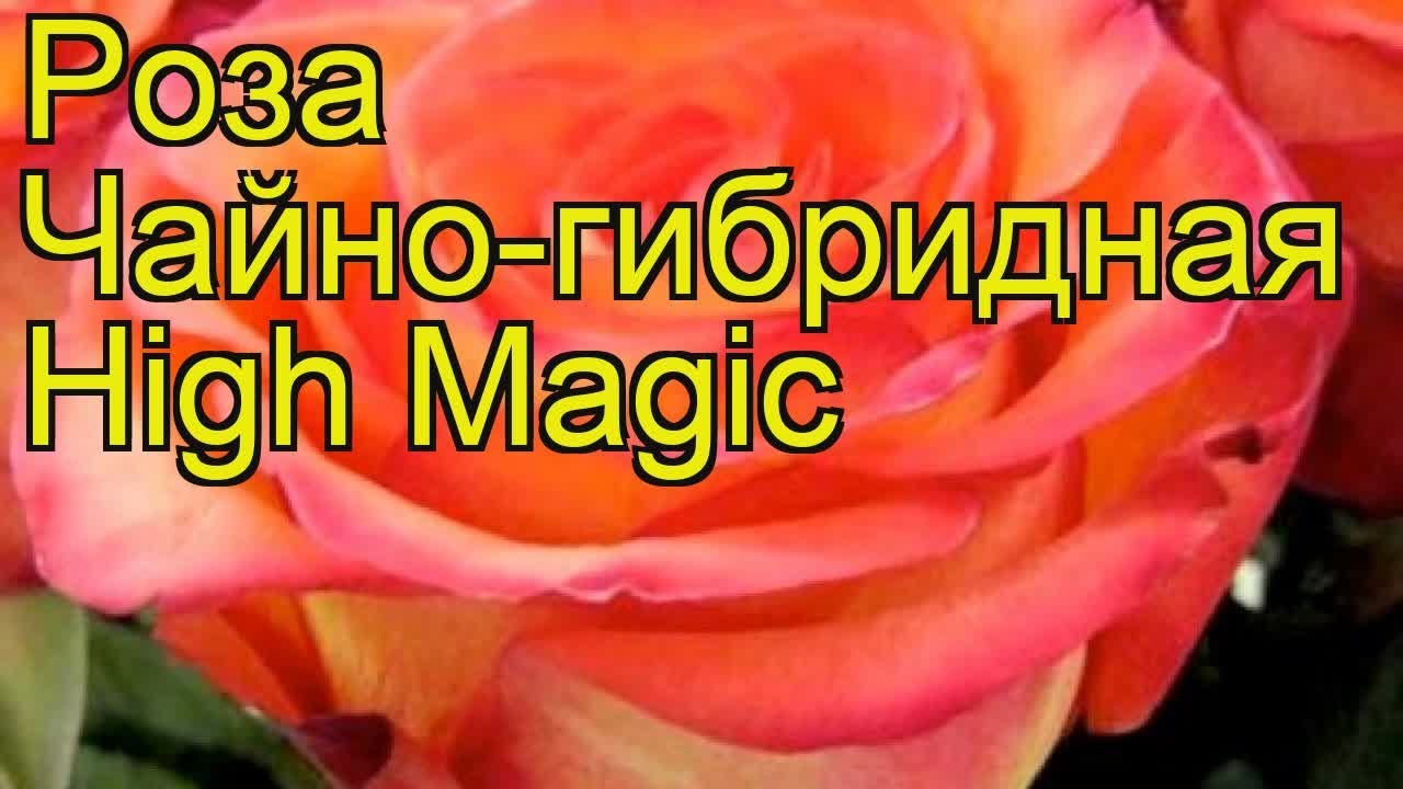 Роза чайно-гибридная Высшая Магия. Краткий обзор, описание ...