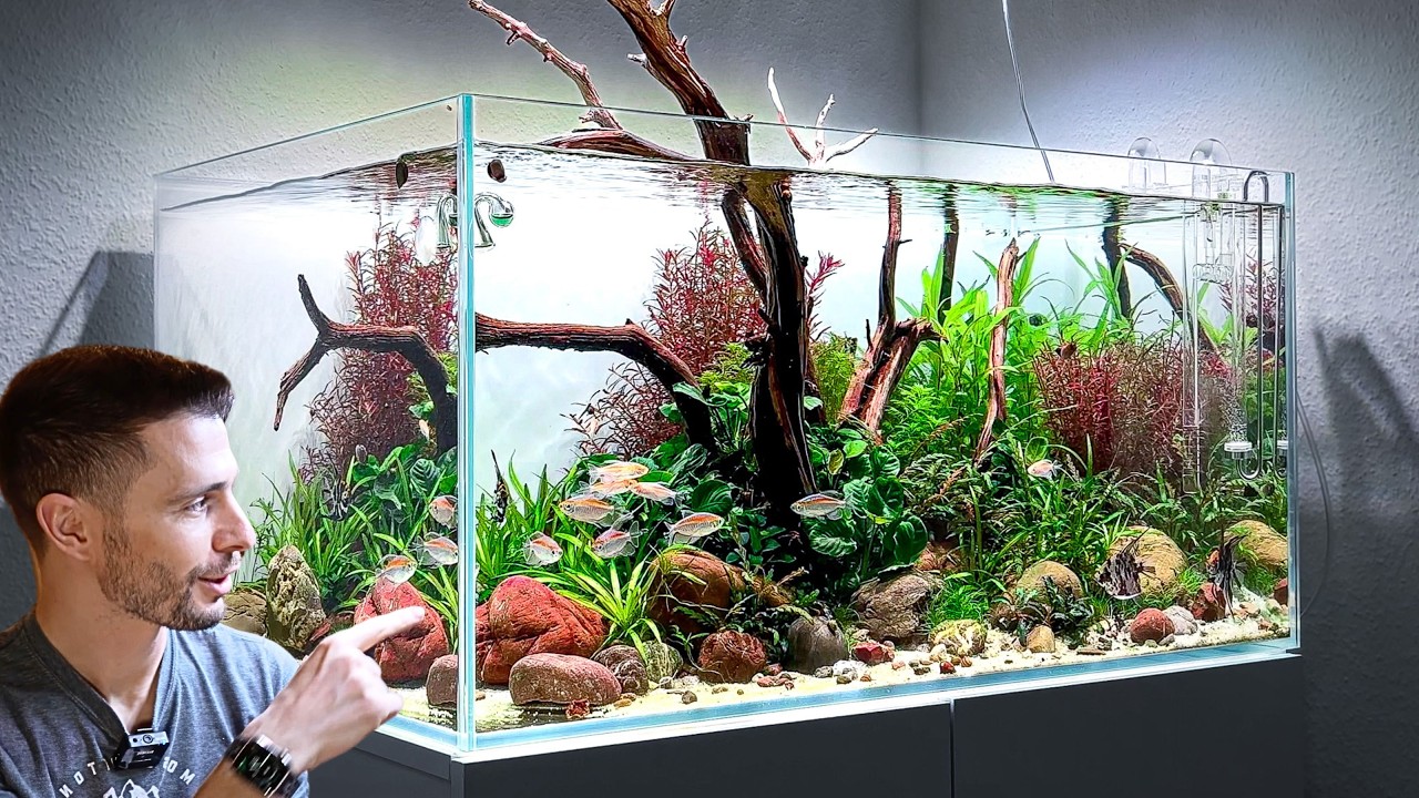 240L Angelfish Aquarium inspired by MD Fish Tanks - YouTube