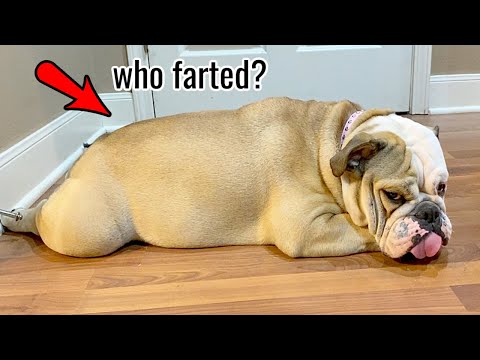 CUTE BULLDOG Farts on OWNER...LOLA the BULLDOG #shorts