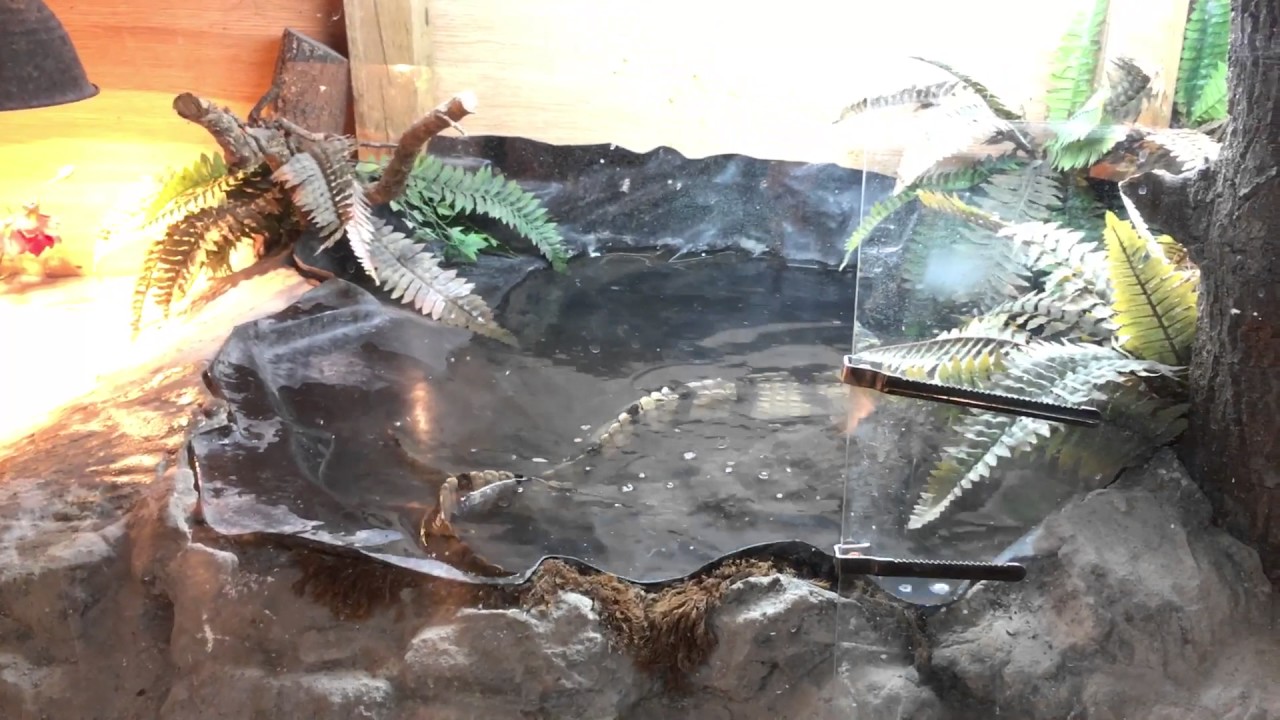 Juvenile spectacled caiman feeding - YouTube