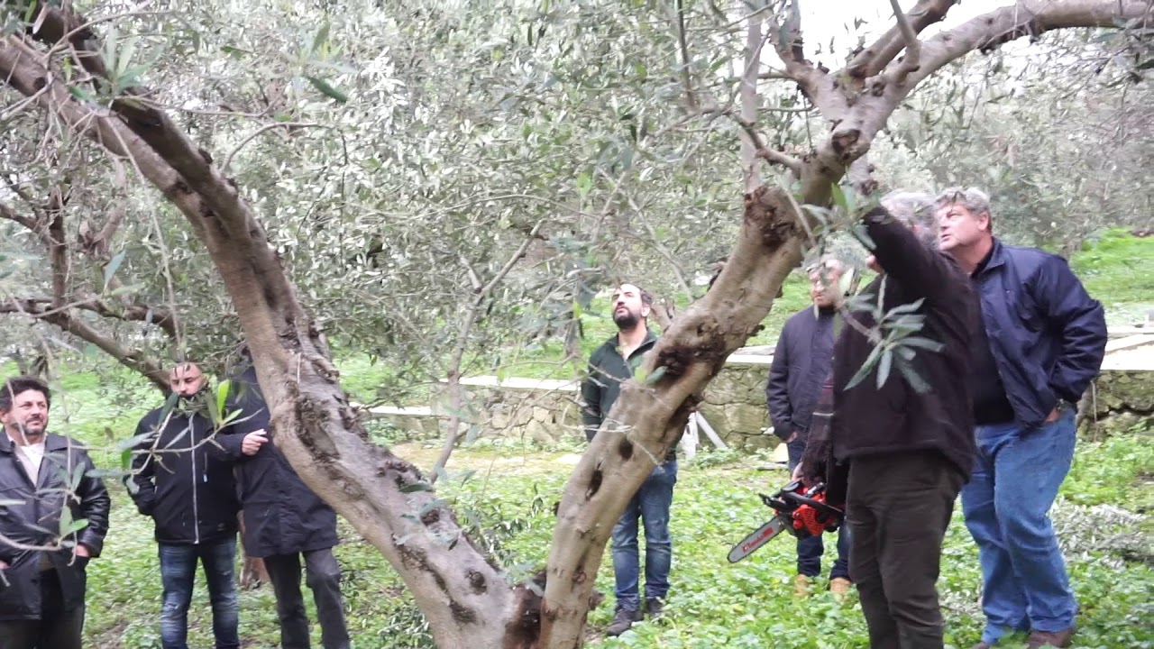 σεμιναριο κλαδεματος εργαστηριο οργανοληπτικης ΑΣ Ρεθυμνου 1 - YouTube