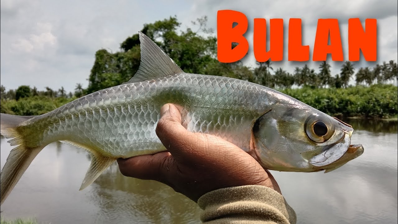 FLYFISHING|BULAN|vlog47 - YouTube