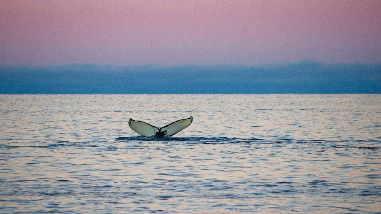 Whale & Arctic Wildlife Safari - Whale Watching from Tromsø - YouTube