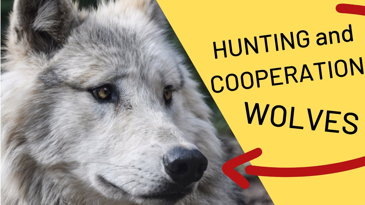 Wolves Cooperation And Team Work - YouTube
