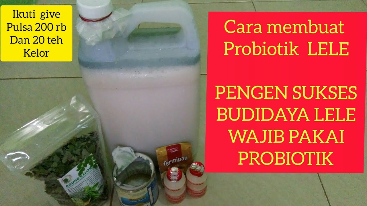 Probiotik Lele terbaik buatan sendiri cepat besar | budidaya lele harus ...