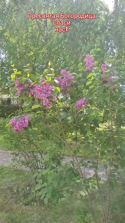 дивное Дивеево☦ Youtube