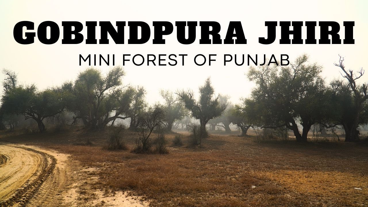 Gobindpura Jhir II 500 Year's old Mini Forest of Punjab. #travel # ...