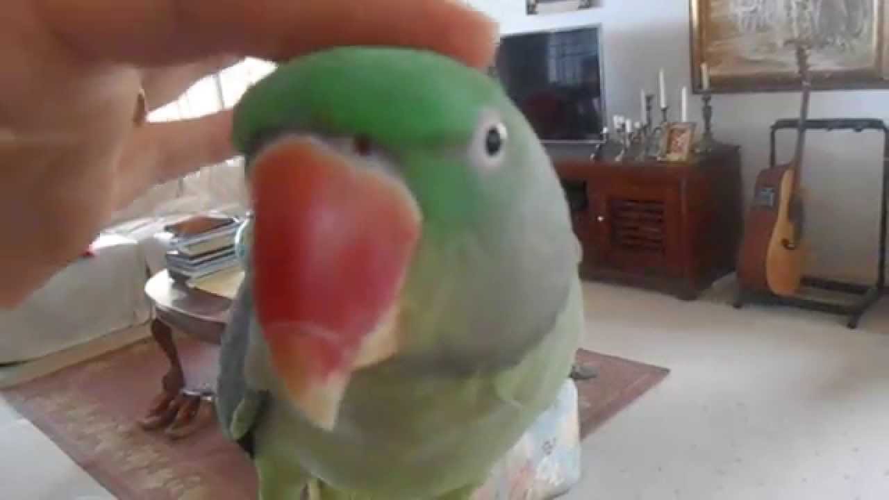 BONGO BILLY BOY THE CUTEST TALKING ALEXANDRINE PARROT - YouTube
